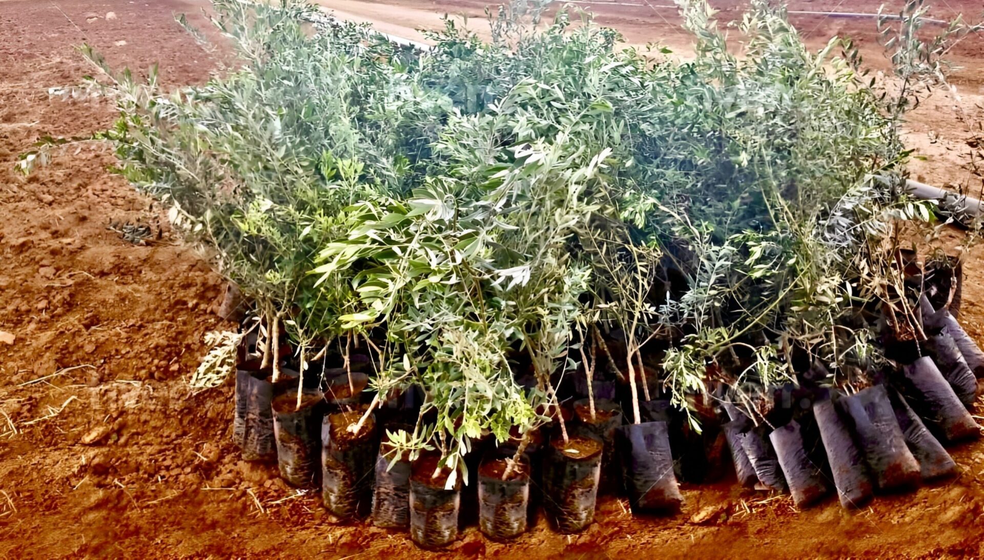 FREEDOM FARMING: Freedom Farms: Planting Sustainable Olive Trees in ...